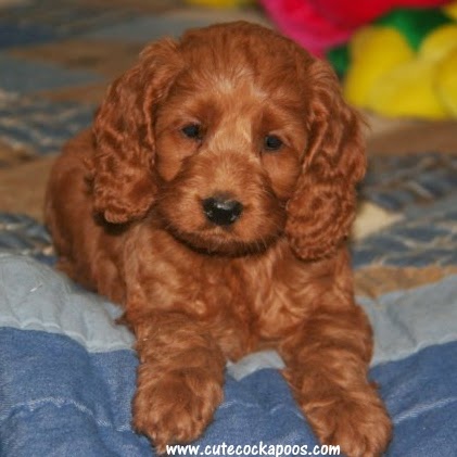 Cute Cockapoos: Progression of a Cockapoo Puppy, Week by Week Photos
